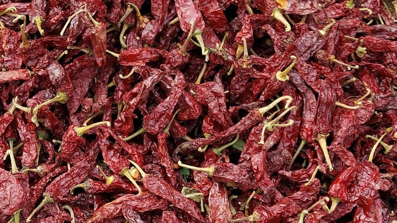 Buy Dry Red Chili from Arvish Global, India | Tradewheel.com
