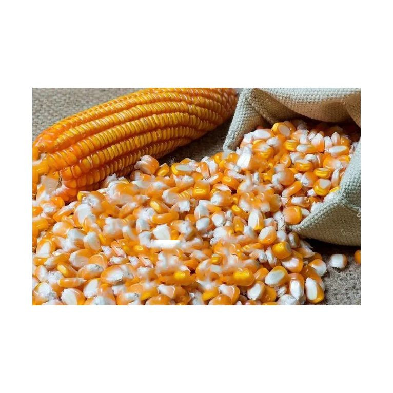 Buy Healthy Yellow Corn For Food Processing from Afrivet Trading ...