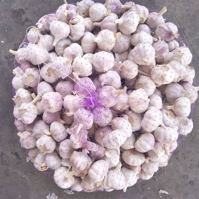 Buy Fresh Garlic 10kg from Bluebonnet Trading LLC, USA | Tradewheel.com