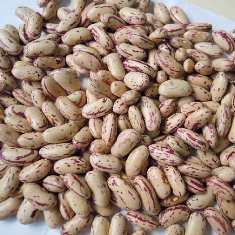 Buy Red Kidney Beans Wholesale Long Shape Purple High Quality Sparkled ...