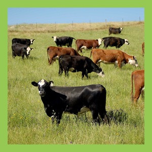 Buy Yass Valley Beef- Australian Chilled Or Frozen Beef from YASS ...