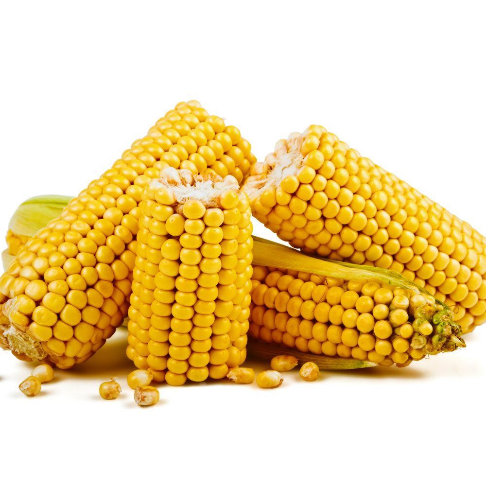 Buy Yellow Corn/ Yellow Corn For Human Consumption Non Gmo Yellow Corn ...