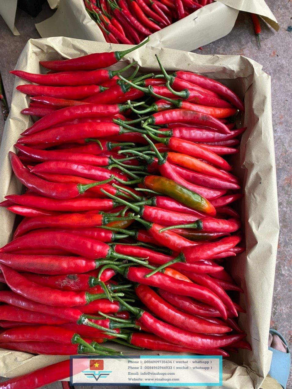Buy Dalat Fresh Horn Chili From Vietnam from VINAHUGO COMPANY LIMITED ...