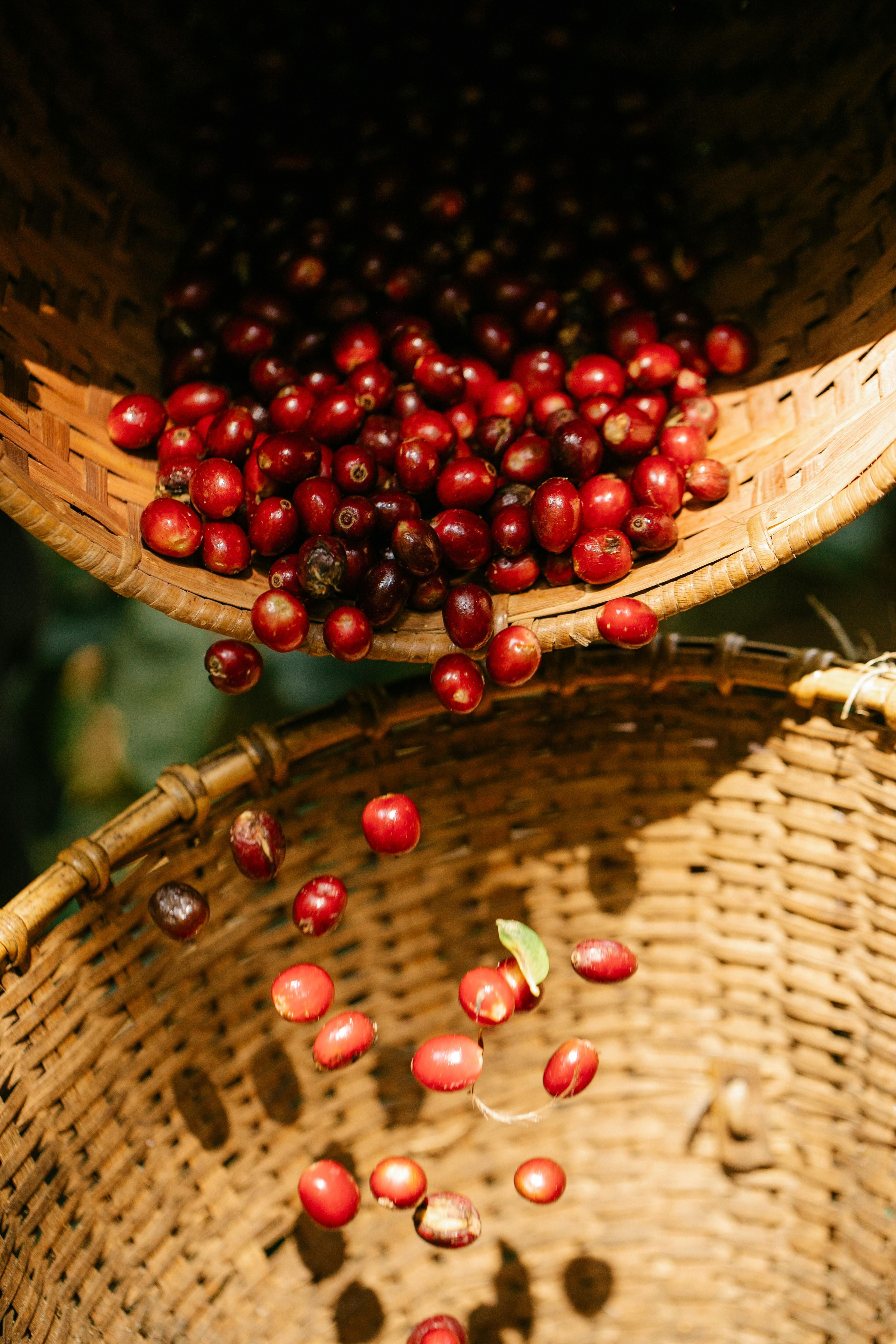 Buy Arabica And Robosta from Muvule, Uganda | Tradewheel.com