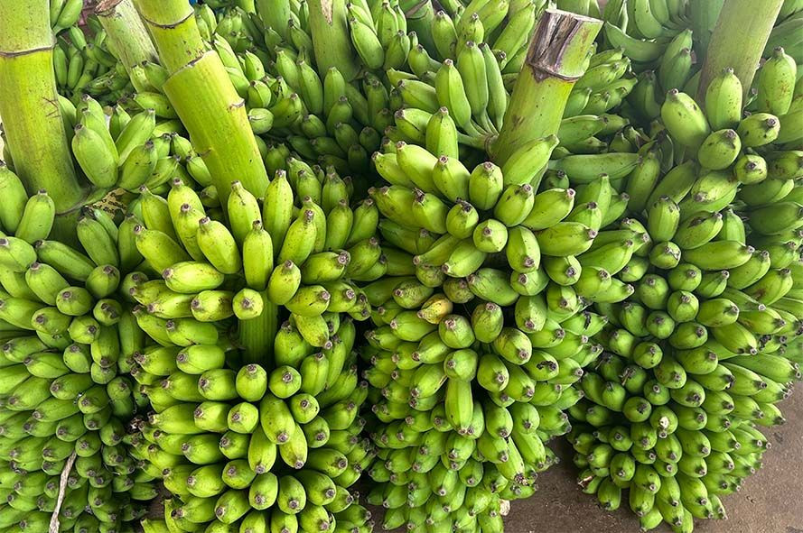 Buy Organic Sour (ambul) Banana from Fodoris (pvt) Ltd, Sri Lanka ...