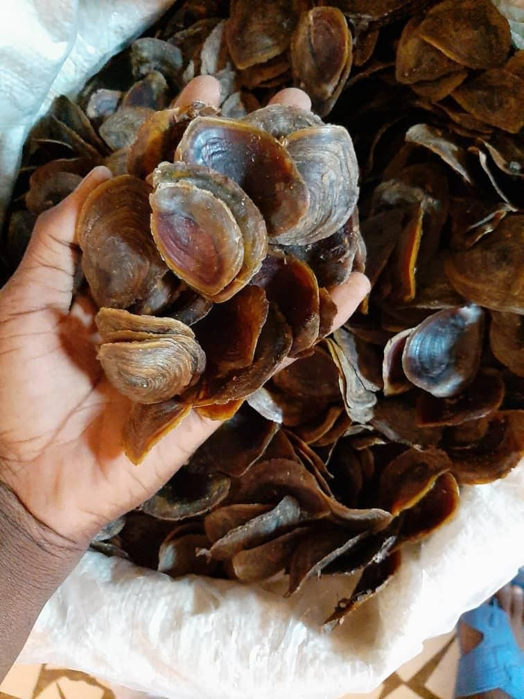 Buy Operculum from Elveth sarl, Mauritania | Tradewheel.com