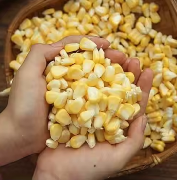 Buy Frozen Corn Bulk from RIZHAO Jin Gu Yuan Agricultural Development Co., Ltd, China ...