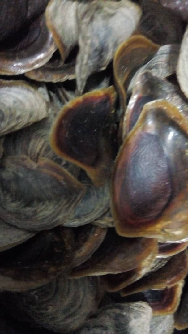 Buy Operculum from Elveth sarl, Mauritania | Tradewheel.com