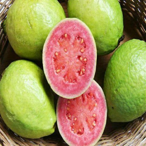 Buy Fresh Guava from Rustom EXIM, India | Tradewheel.com