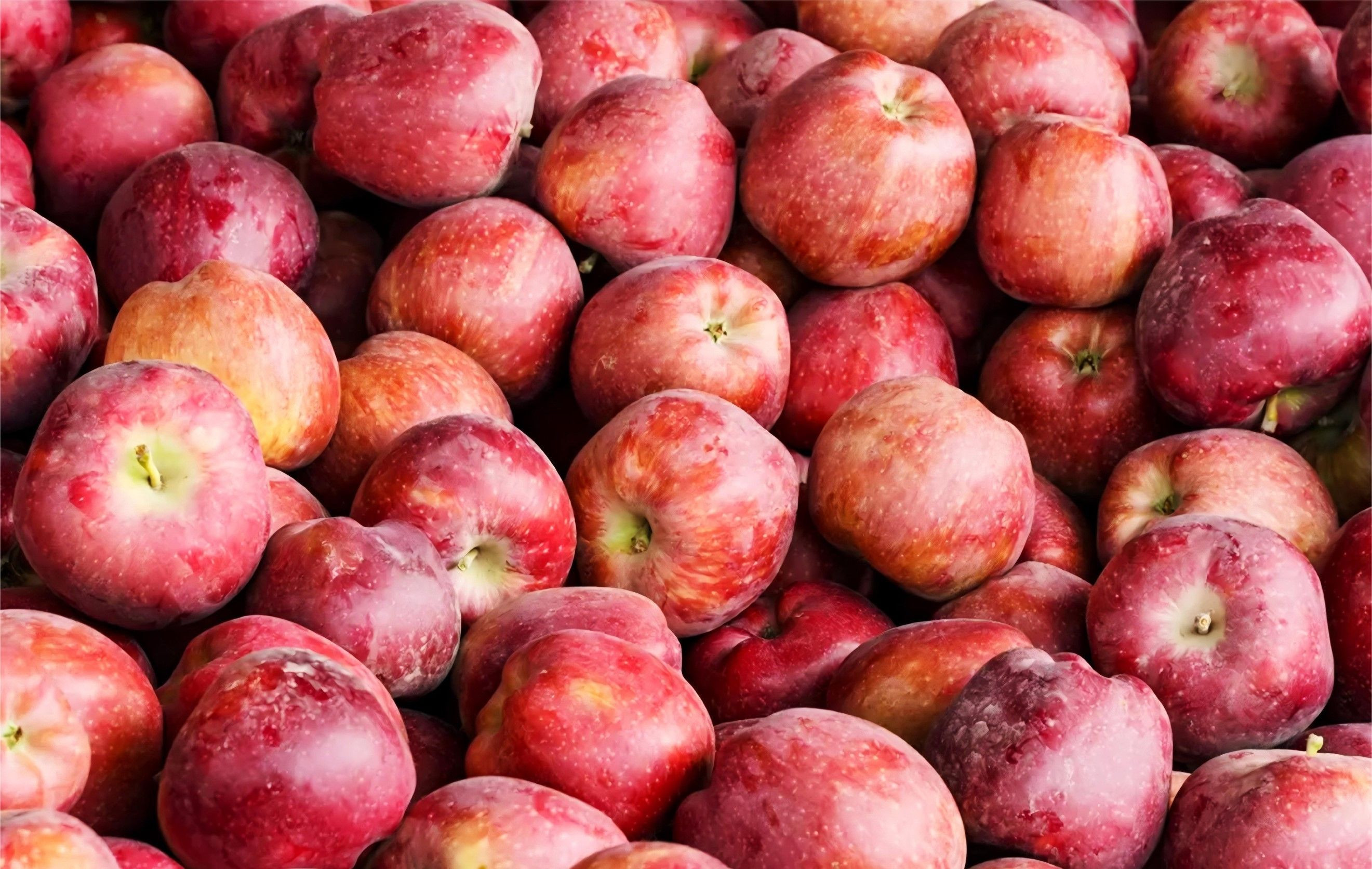 Buy Fresh Apple from Beijing Juyuneng Natural Science Research ...