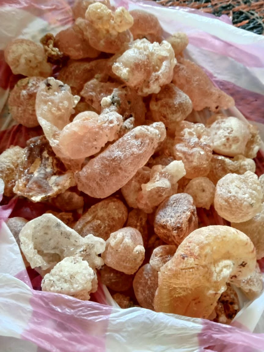 Buy Luban/gum Arabic from Biamfa global Ltd, Nigeria | Tradewheel.com