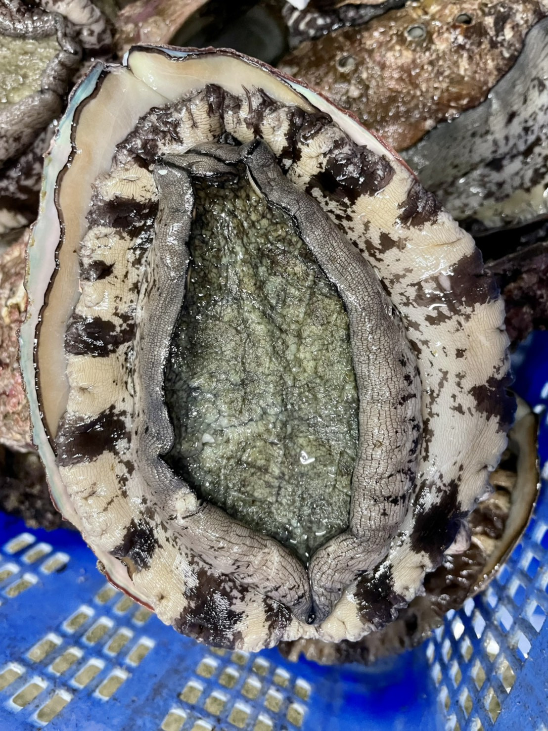 Buy Abalone High-end Ecologically Friendly Fresh Fish Seafood Shellfish ...