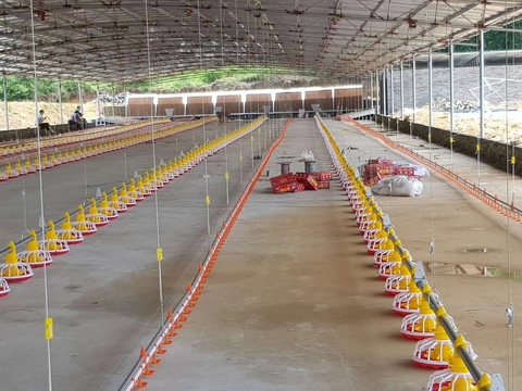 Buy Broiler Chicken Cups Feeder Broiler Feed Line Chicken Feed Line ...