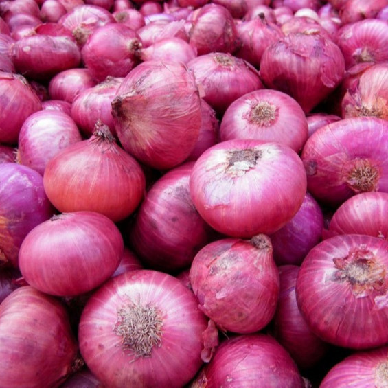 Buy High Export Quality Fresh Onion From Pakistan from MAHAM FABRICS ...