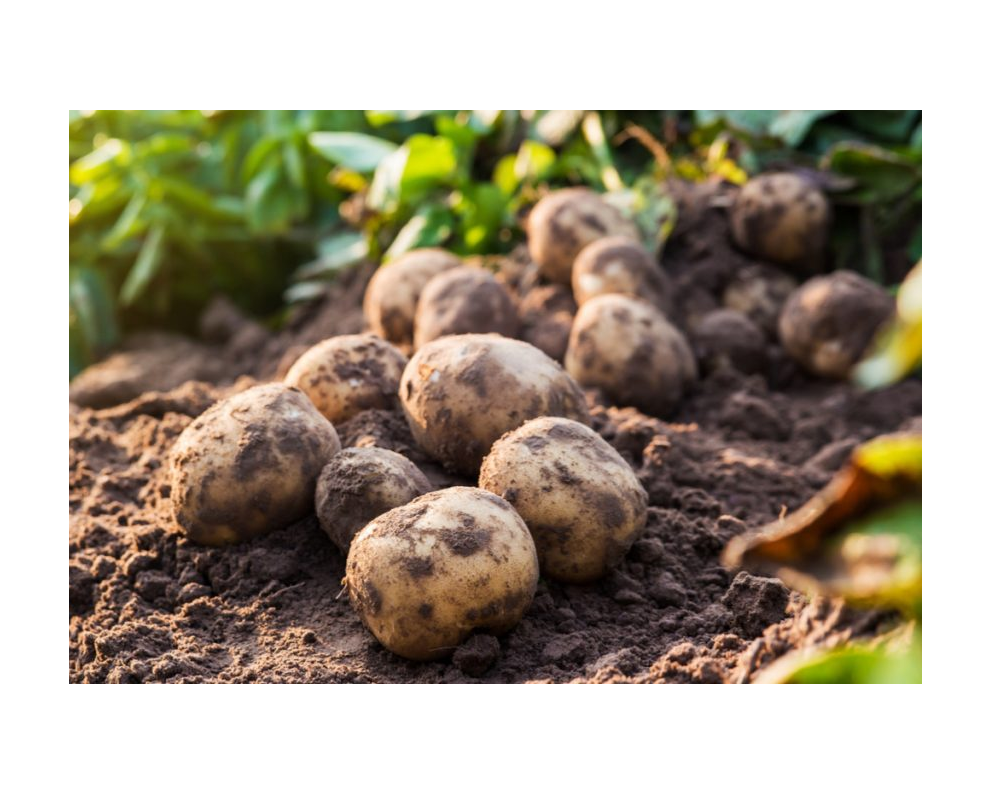 Buy New Harvest High Quality Potato From Vietnam Farm! Fresh Sweet ...