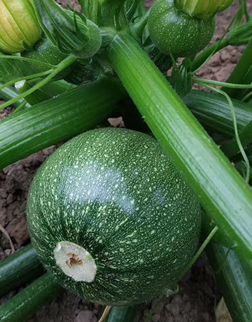 Buy Round Squash /dark Green Zucchini Seeds For Sale from Hefei Hefeng ...