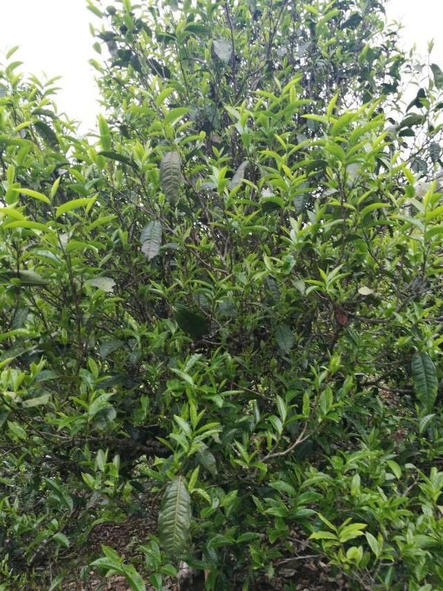 Buy Rare And Exquisite Old Tree Tea From Baka Village from Baka Yunwu ...