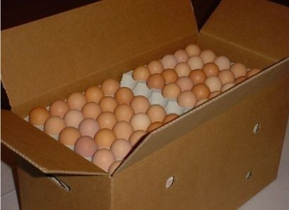 Buy Fertile Eggs For Sale from AFRICA ASPIDUS COMMODITY TRADERS, South ...