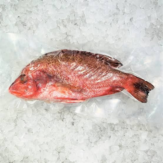 Buy Frozen Red Snapper from PT AGRO TUNGGAL NUSANTARA, Indonesia ...
