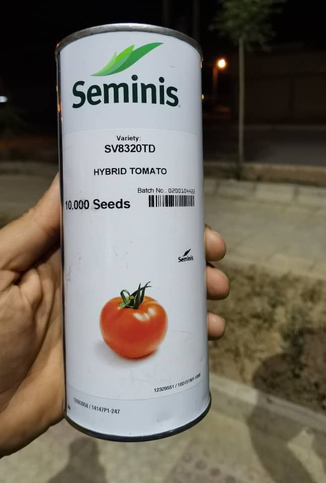 Buy Hot Seller Sv 8320 Natural Seminis Tomato F1 Seeds from Avd trading ...