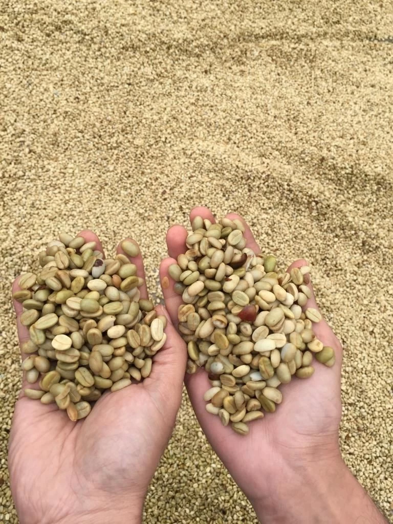 Buy Chandragiri Coffee from AV EXPORTS, India | Tradewheel.com