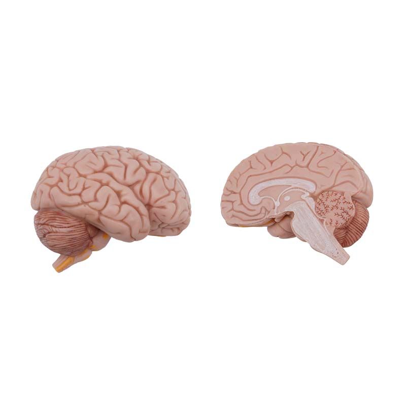Buy Soft Simulated Half Brain Anatomy Model from Zhengzhou Meiwo ...