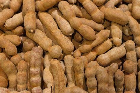 Buy Tamarind Seed (tamarindus Indica L) from PT AMALIA NIAGATAMA ...