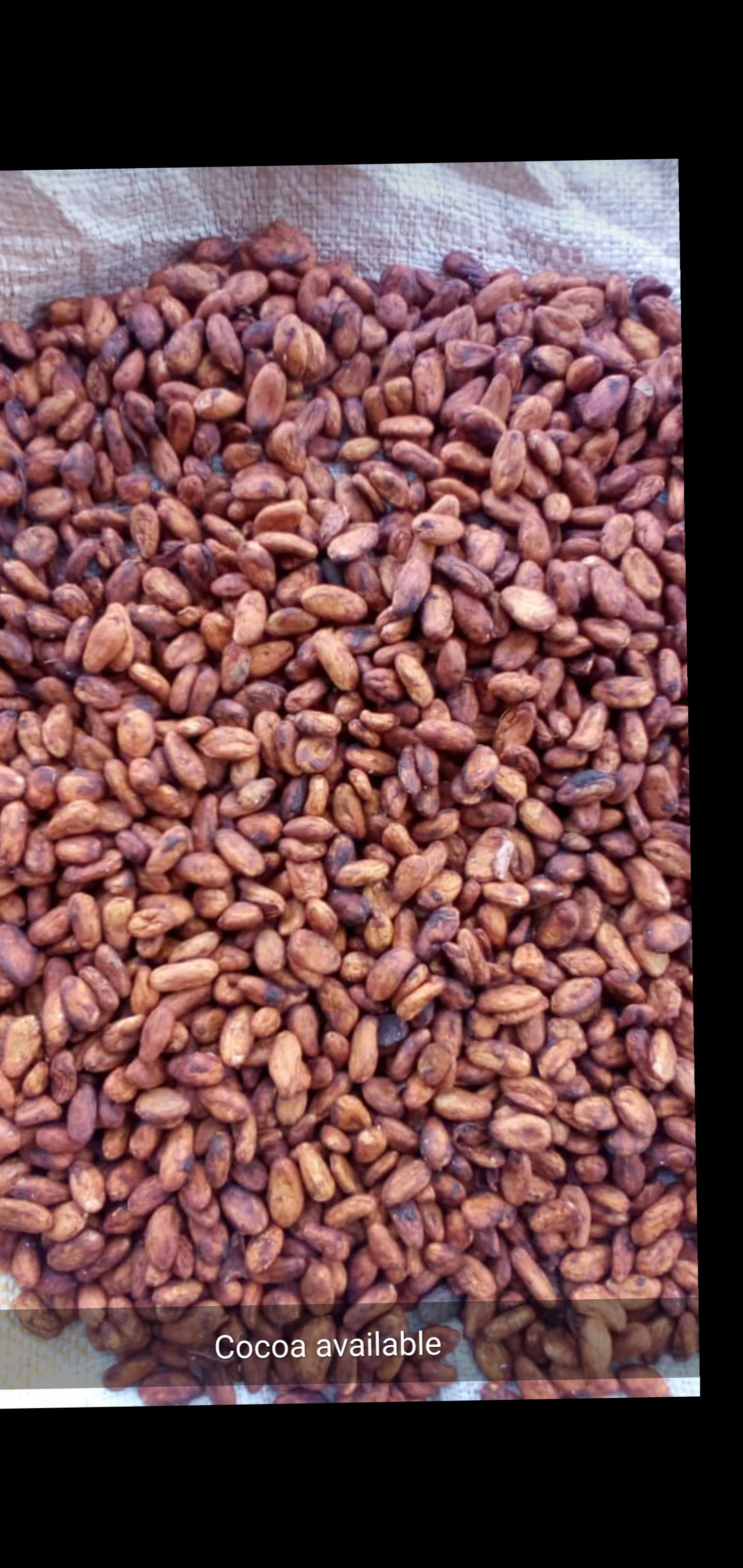 Buy Dry Cocoa Beans, Bean Count 98, Moldy 3-4% Moisture Content 7.5% ...