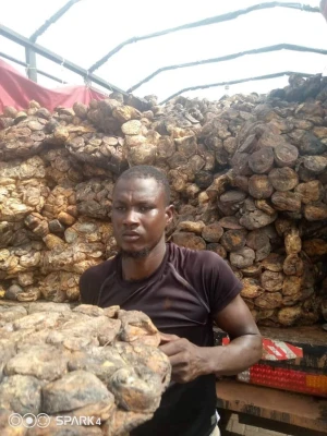 Buy Natural Rubber Cup Lumps from Gifex Agro Tanzania Limited, Tanzania ...