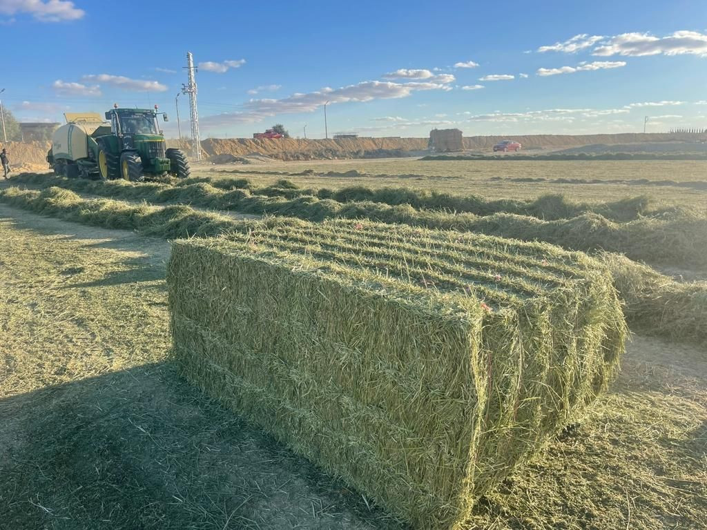 Buy Dry Alfalfa from Al Nahar for Export and Import, Egypt | Tradewheel.com