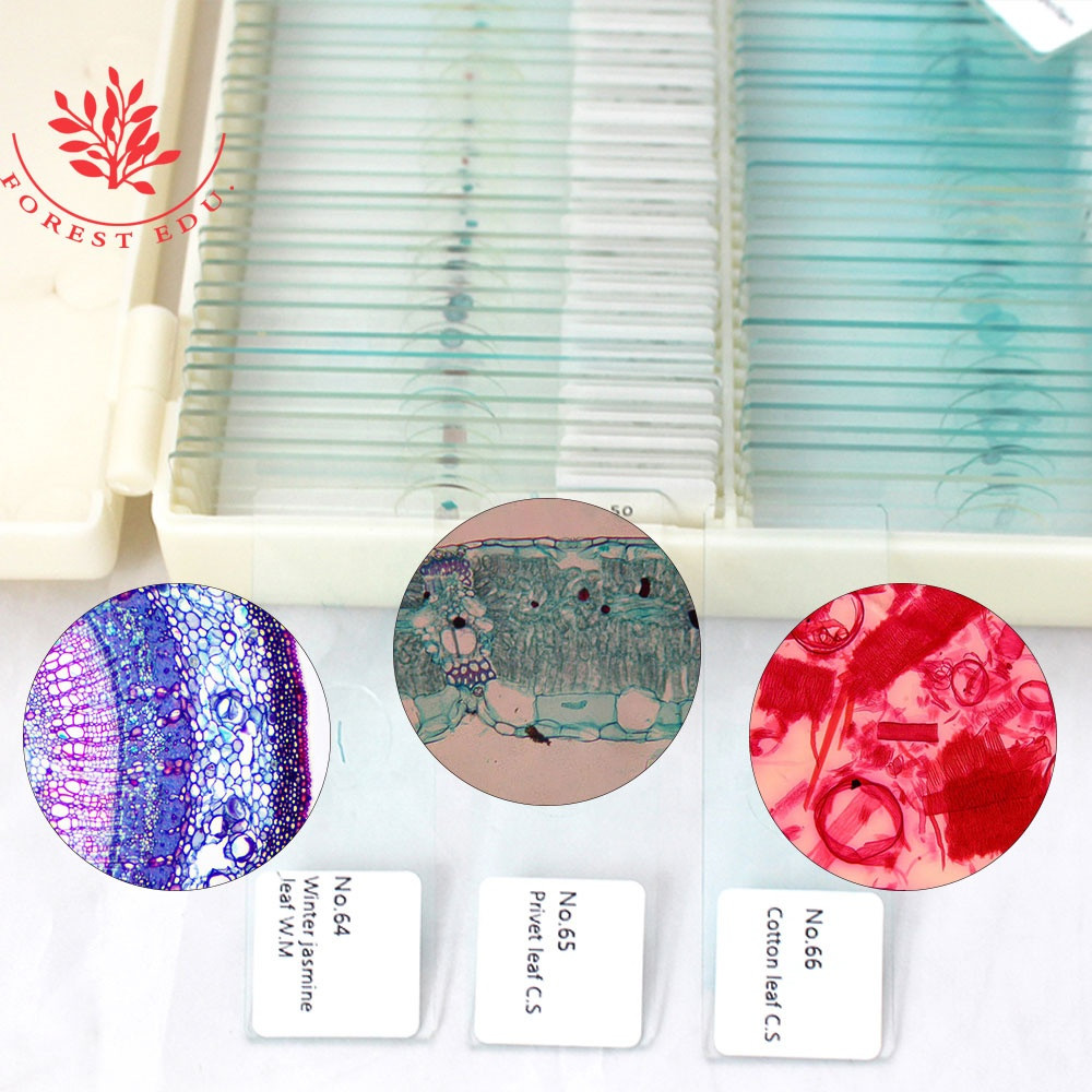 Buy Microtome Paraffin Section 100 Pieces Set Botany Prepared Slides ...