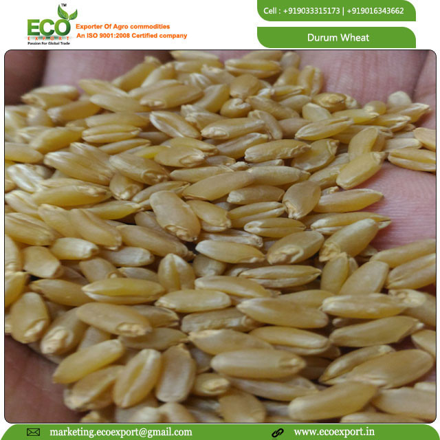 Buy Wheat Grain,soft ,milling Wheat, Durum Wheat from ECO EXPORT, India ...