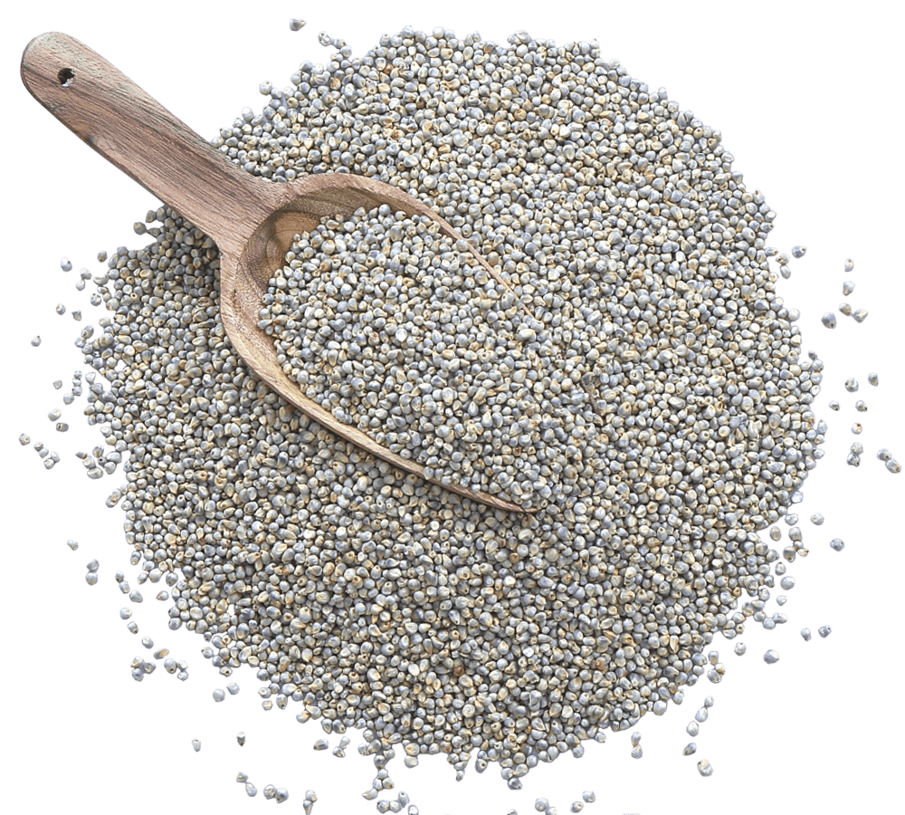 Buy Green Millet from Greenx Industries, India | Tradewheel.com