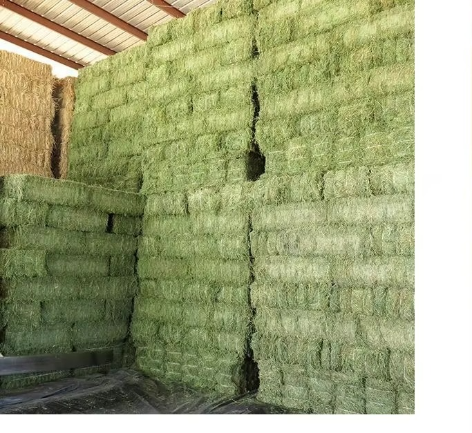 Buy Farm Fresh Alfalfa Hay Rich In Protein Alfalfa Hay For Dairy Cattle ...