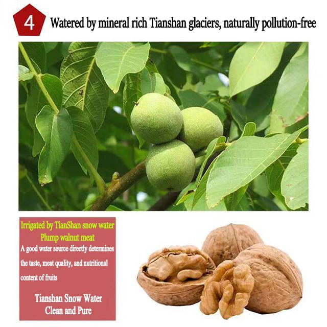 Buy Origin Xinjiang 185 Thin Shell Walnut Wholesale Shelled Walnut from Kashgar Fairchild ...