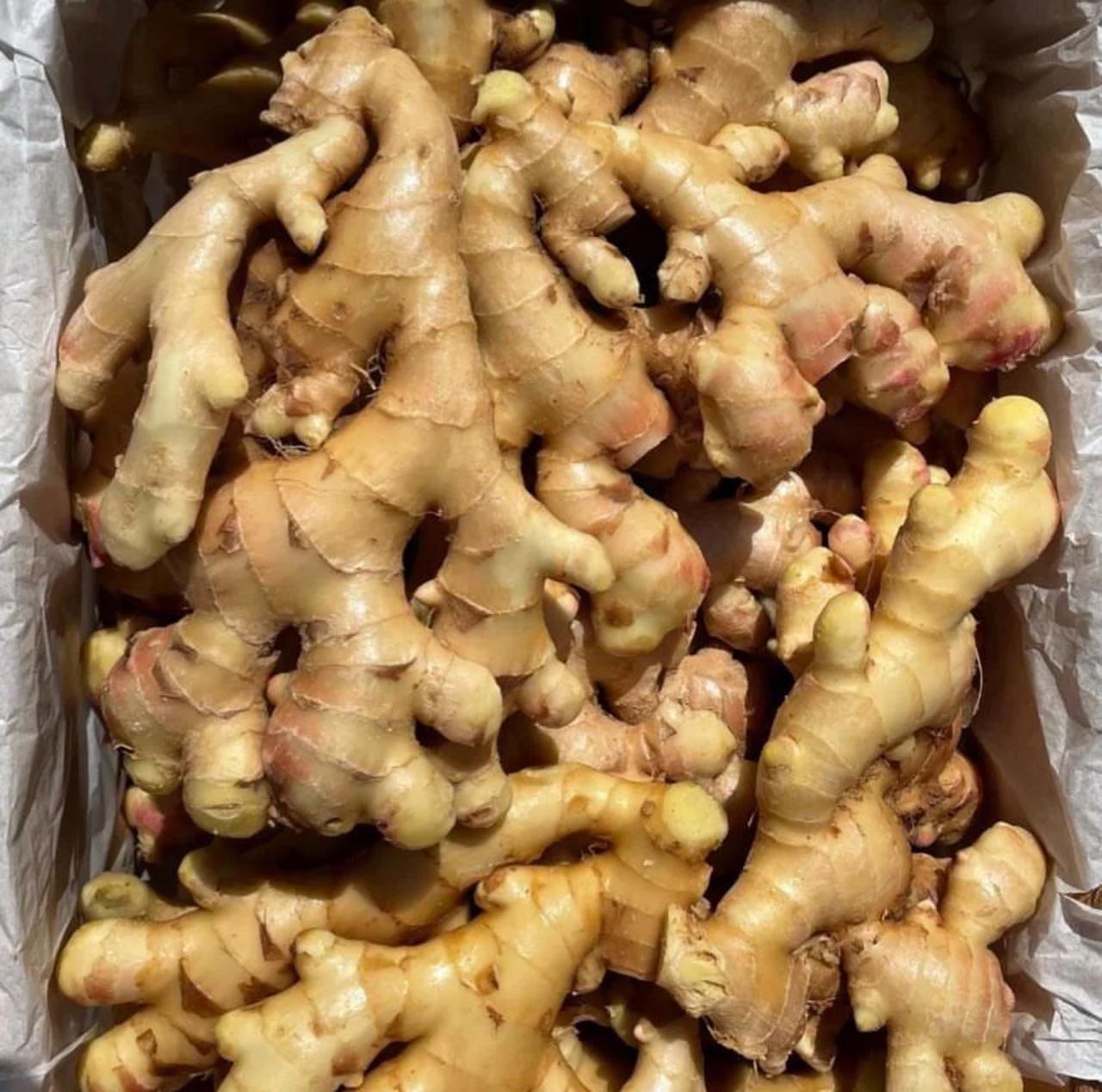 Buy Fresh Ginger from MNO HOLDİNG COMPANY, Republic of Türkiye ...
