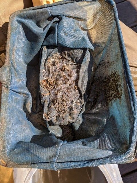 Buy Wholesale Juvenile Glass Eel Elvers Now Available from Glass Eel ...