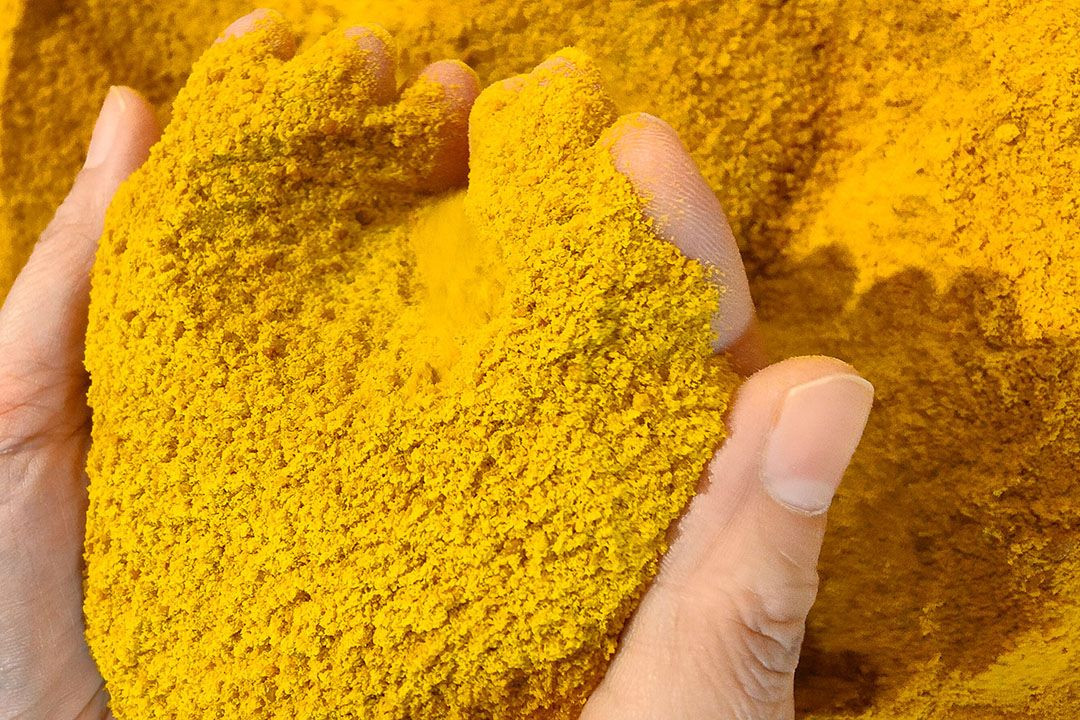 Buy Corn Gluten Meal 60% 65% High Protein from Bright Future Exterprise ...