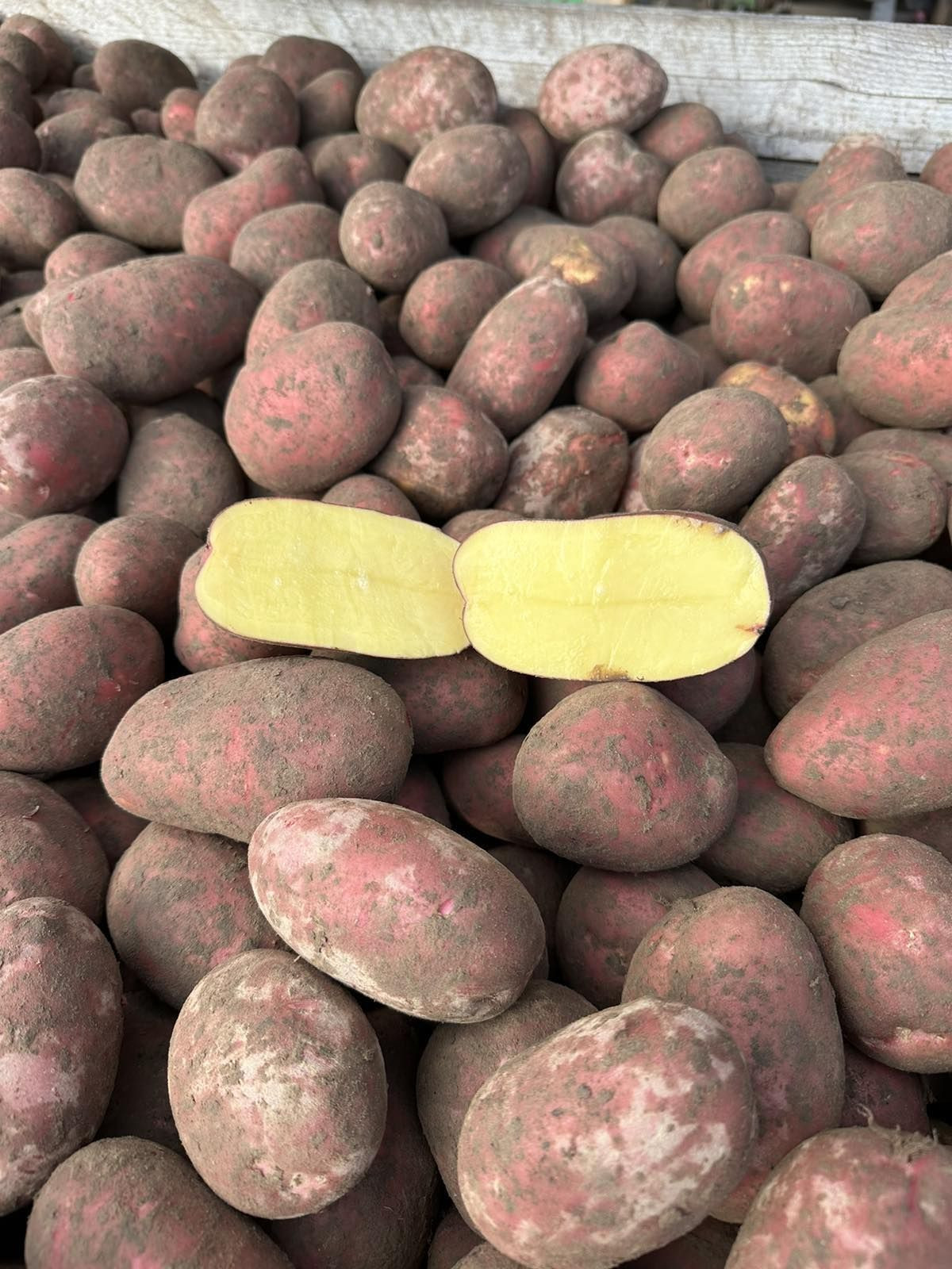 Buy Fresh Potatoes from Rackovich, Belarus | Tradewheel.com