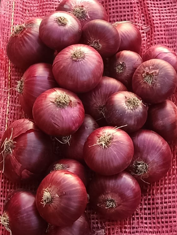 Buy Fresh Yellow Onion And Red Onions New Harvest Wholesale Seasoned ...
