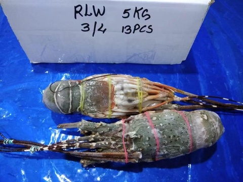 Buy Frozen Rock Lobster from ESEAFOOD EXPORTS, India | Tradewheel.com