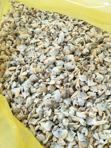 Buy Iqf Frozen Shellfish Cooked Baby Clam Meat With Shell from Dandong ...