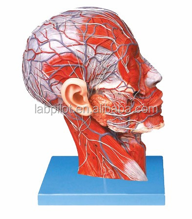 Buy Two-sided Half Head And Brain Model, Anatomical Head Model With ...