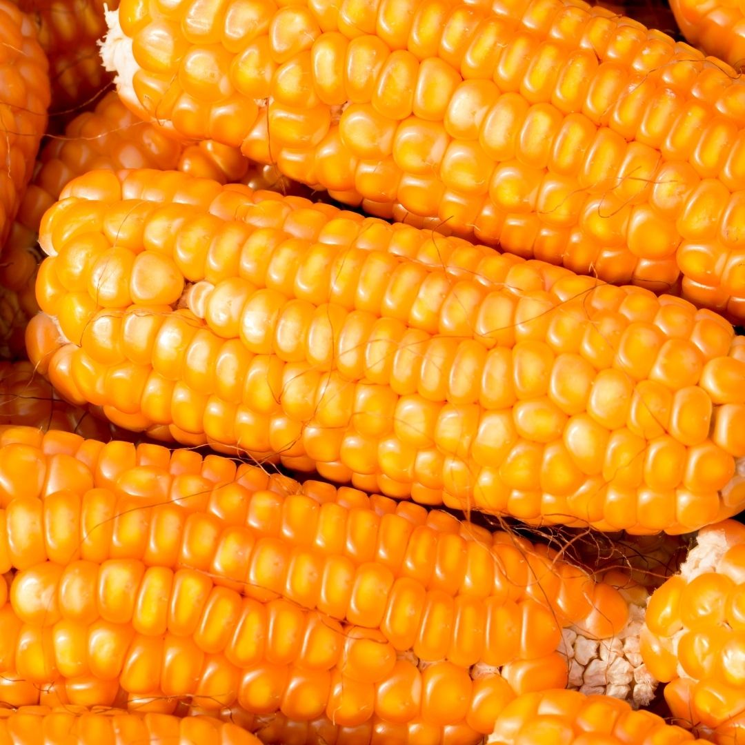 Buy Premium Bulk Dried Yellow Corn Wholesale Best Price Direct Sale ...