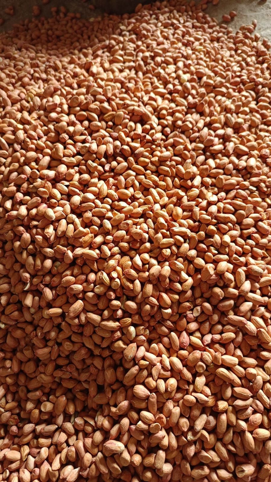 Buy Indian Groundnut / Peanuts from VKS AGROTECH INDUSTRIES, India ...