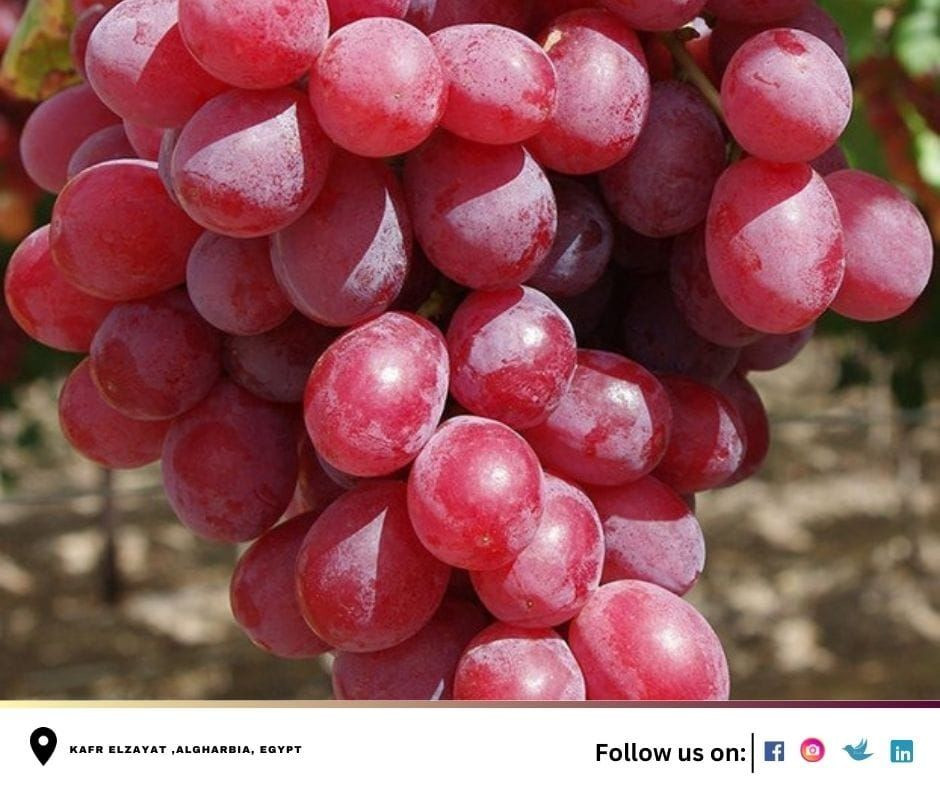 Buy Fresh Grapes from Alshams Company, Egypt | Tradewheel.com