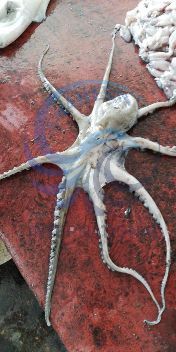 Buy Octopus from Nemal Corporation, Pakistan | Tradewheel.com