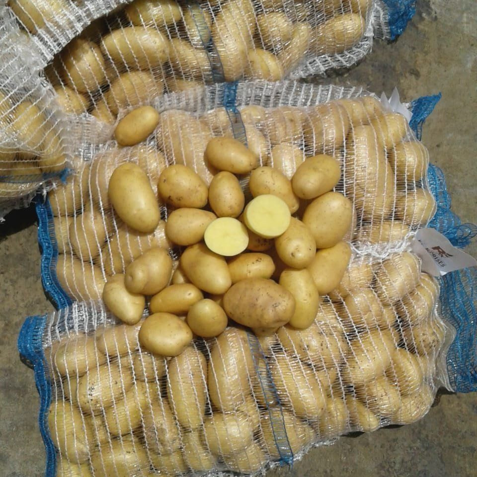 Buy Potatoes from si-holdingaps, USA | Tradewheel.com