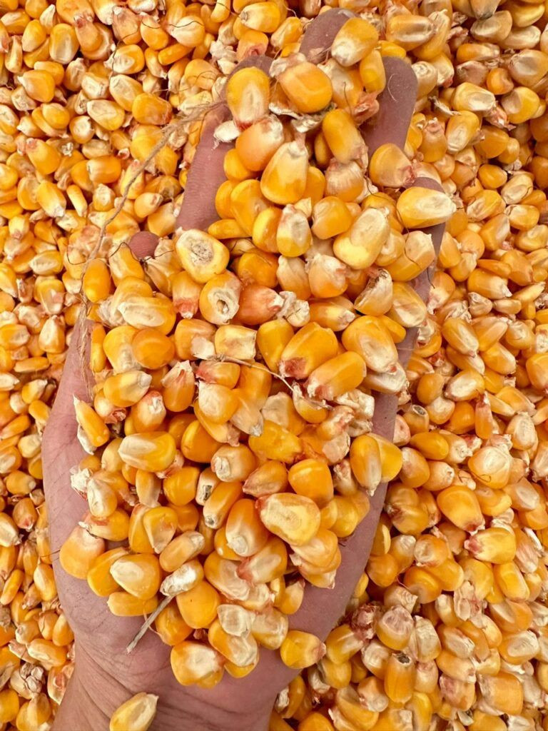 Buy Cut Maize/ Broken Corn Feed - 50 Kgs - Ktimex Brand - Vietnam ...