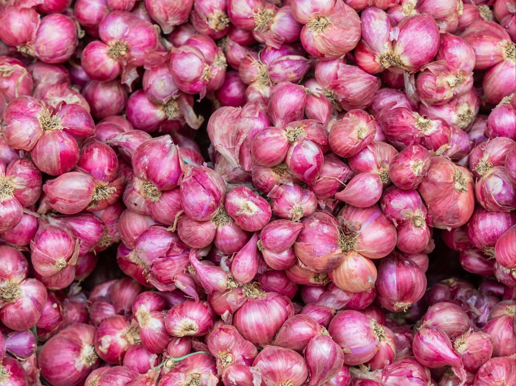 Buy Indian Small Onion from Urmaan Exports, India | Tradewheel.com